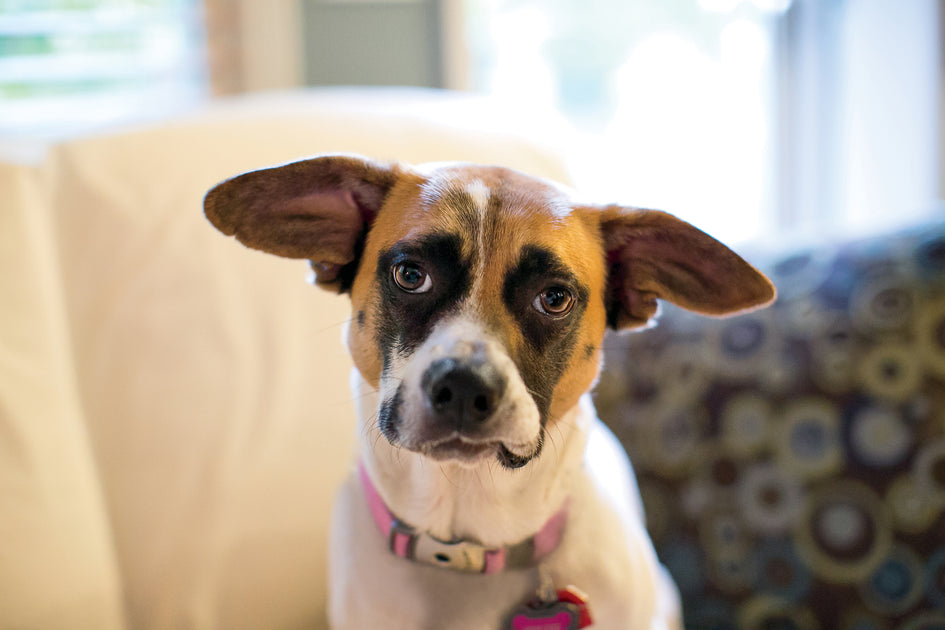 HOUSETRAINING YOUR NEW DOG – Wagtopia