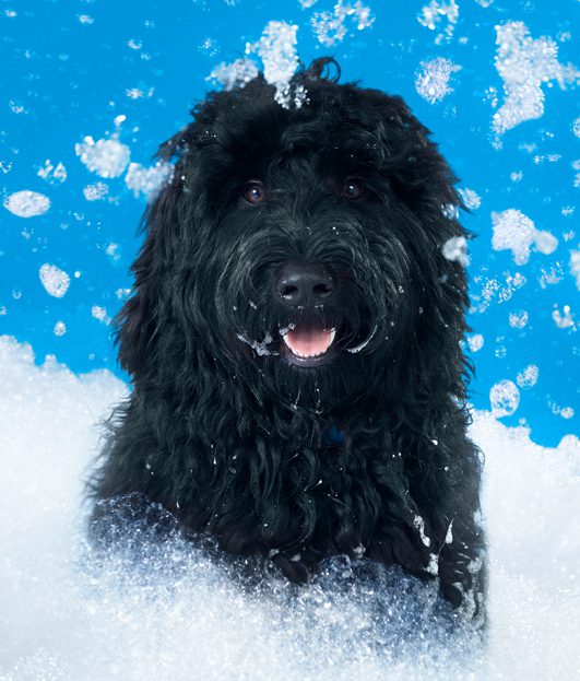 The best ways to wash your dog, according to experts – Wagtopia