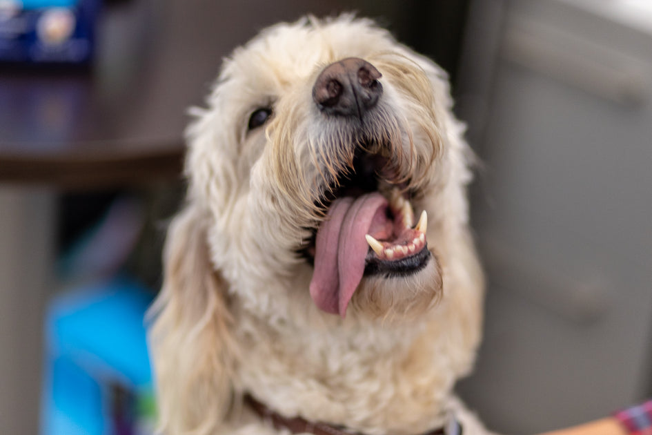 10 Celebrities Who Love Dogs – Wagtopia