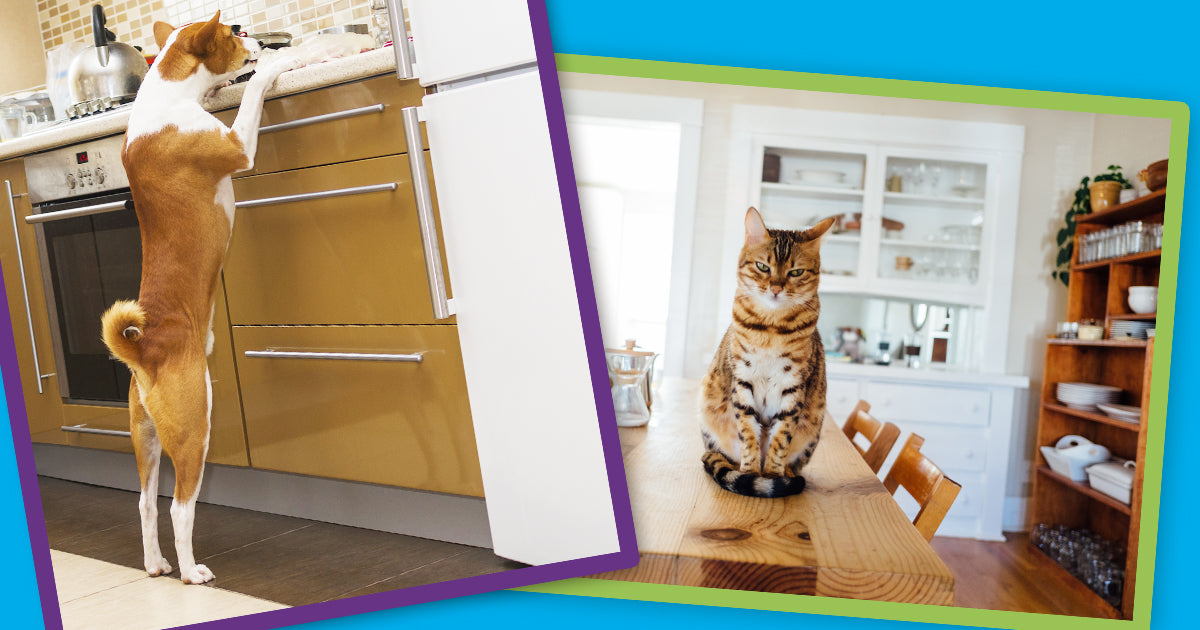 Counter Surfing Prevention (For Cats Too!) – Wagtopia