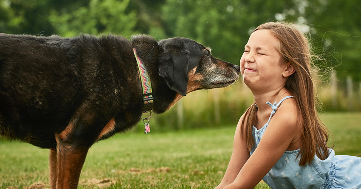 Reasons to Adopt a Senior Pet – Wagtopia