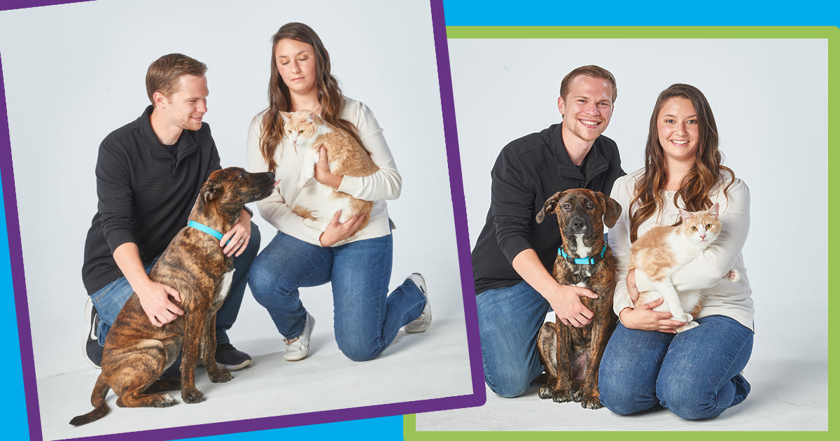Complete Your Fur Family: Tips on Introducing Dogs and Cats – Wagtopia