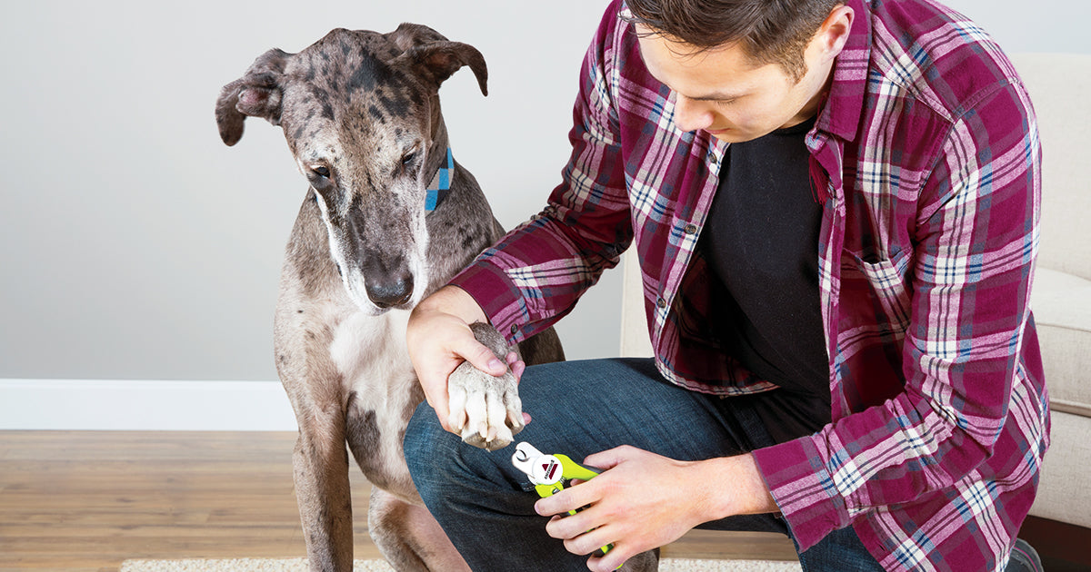 How to Make Nail Trimming a Breeze – Wagtopia