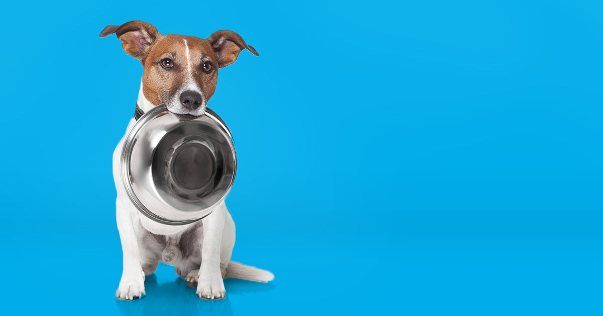 Finding the Right Bowl for Your Pet – Wagtopia