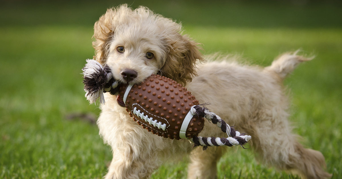 Pet Safety for the Big Game – Wagtopia