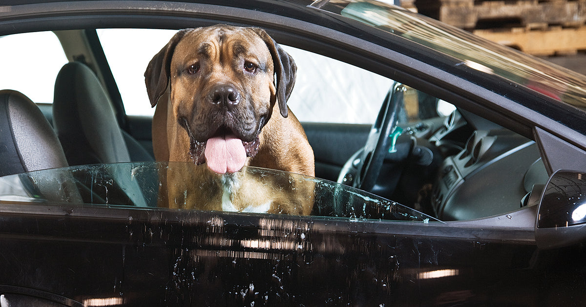 Road Rules: Keep your Pet Safe on the Road – Wagtopia