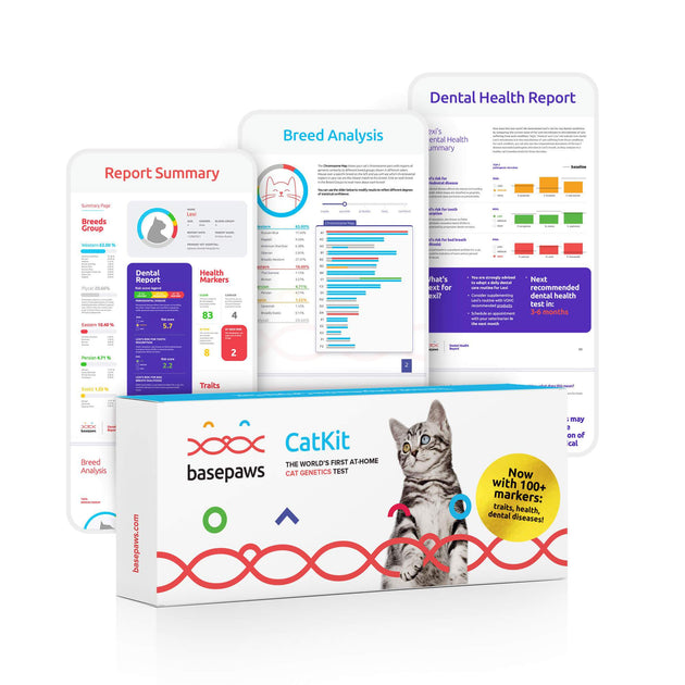 Why You Should DNA Test Your Cat – Wagtopia