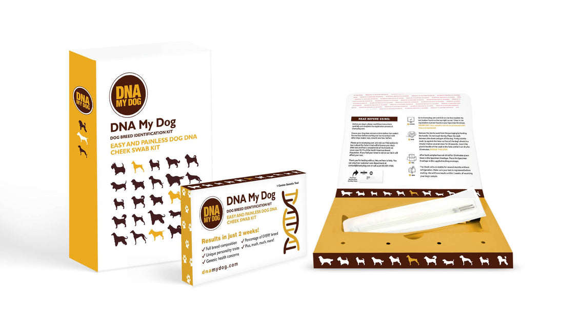 Top 10 Reasons to DNA Test Your Dog – Wagtopia