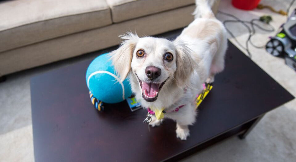 Pet Adoption and Giving Back | Blog | Wagtopia