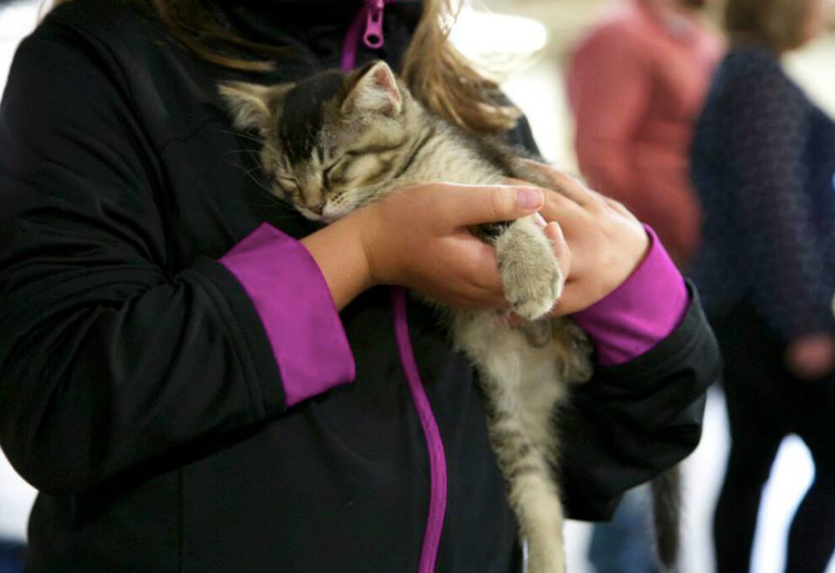 How to Remember Your Late Cat – Wagtopia