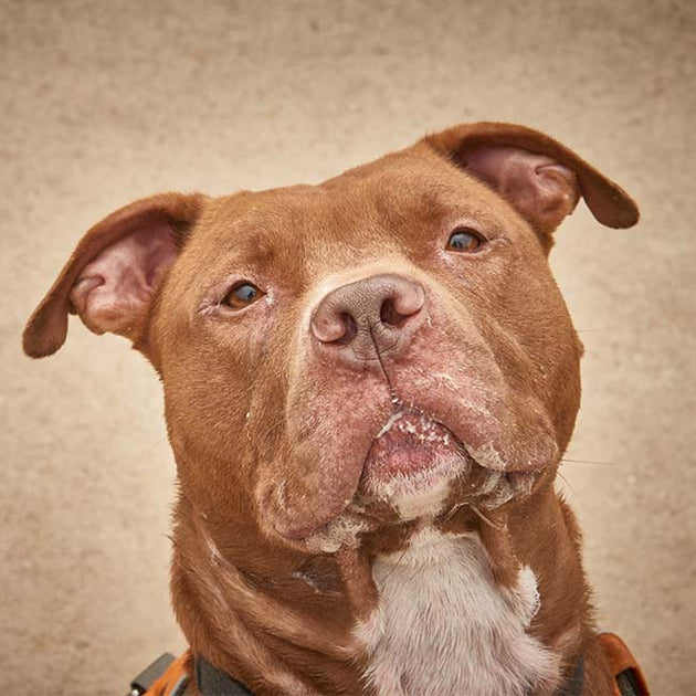 Myths About Shots for Dogs – Wagtopia