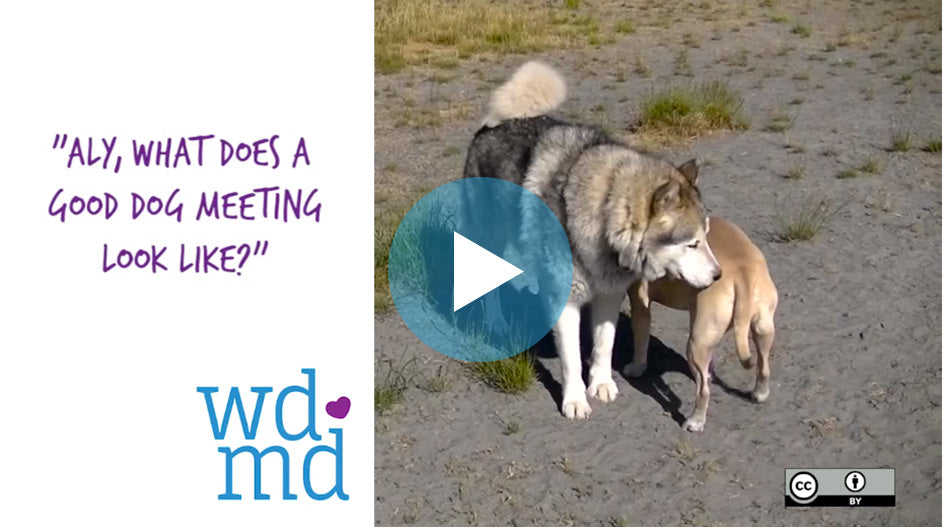 What Does a Good Dog Meeting Look Like? – Wagtopia
