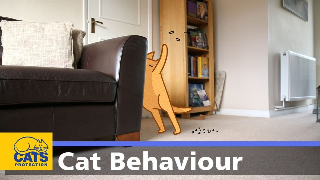 Cats and scratching | Behavior guides – Wagtopia