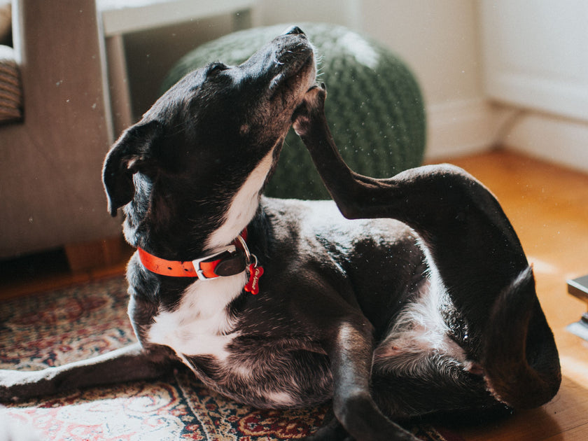 Allergy Testing vs. Food Intolerance – Wagtopia