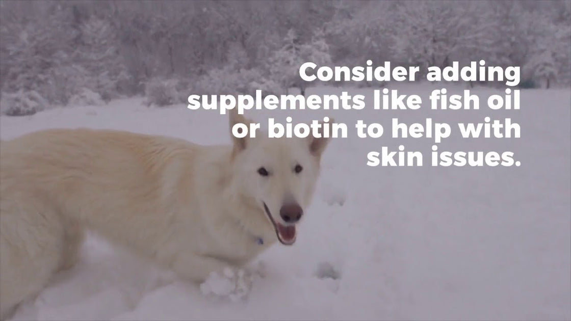 Safety Tips: Dogs and Cats in Cold Weather – Wagtopia