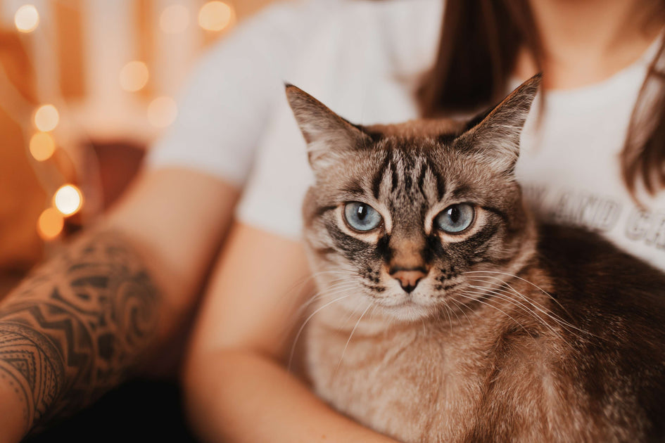 Pet Fostering: A Complete Guide On How To Foster Pets – Wagtopia