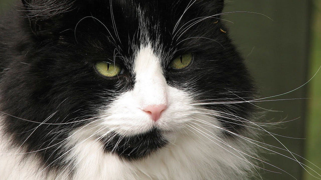 How to Care For An Elderly Cat – Wagtopia