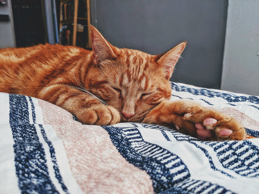 5 Things to Know About Feline Cancer – Wagtopia