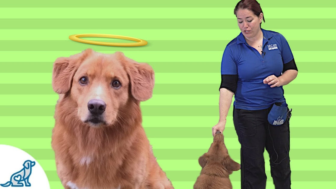 How To Teach Your Dog To Take Treats Gently – Wagtopia