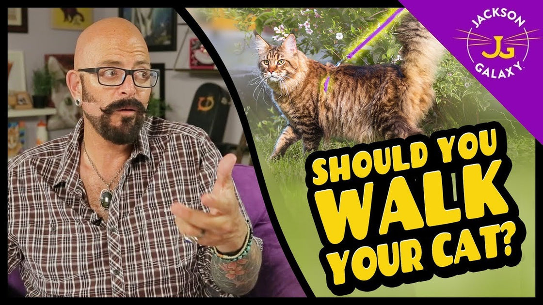 Should You Walk Your Cat? – Wagtopia