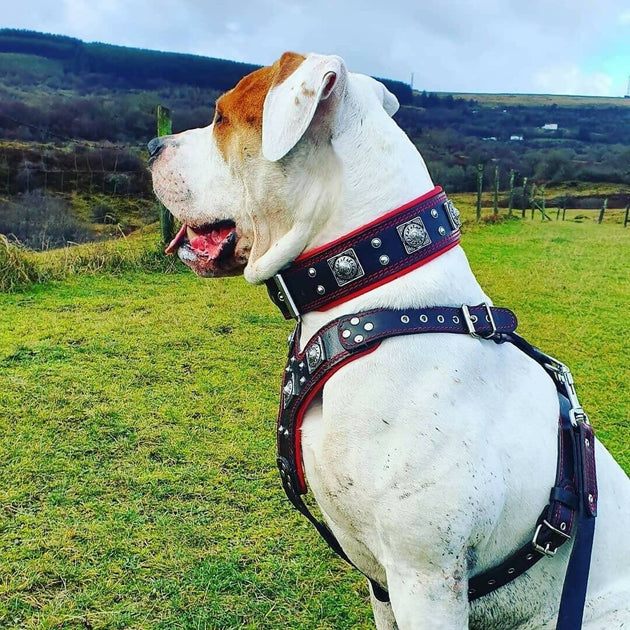 Luxury Dog Collection – Wagtopia